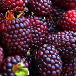 Raspberry 'Brandywine' - Degroot