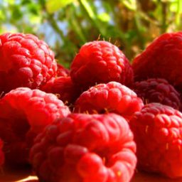 Raspberry 'September' - Degroot