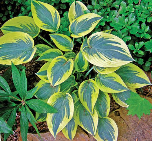 Hosta 'First Frost' - Degroot