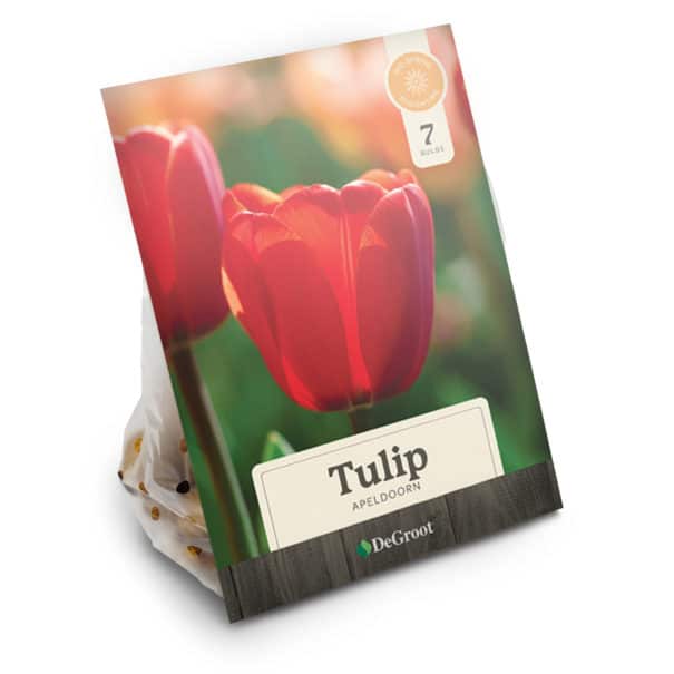 4 Shelf Fall Bulb Display - Degroot