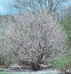 Prunus besseyi (Sand Cherry) - Degroot