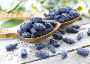 Haskap Berry, 'Berry Blue' - Degroot