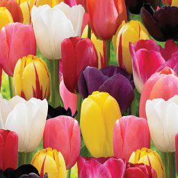 Fall Bulb Value Pack Bin Assortment - Degroot