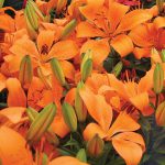 Hardy Lily, Asiatic 'Matrix Orange®' - Degroot