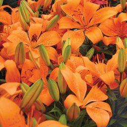 Hardy Lily, Asiatic 'Matrix Orange®' - Degroot