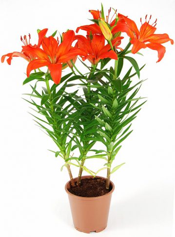 Hardy Lily, Asiatic 'Matrix Orange®' - Degroot