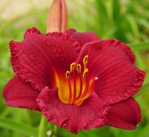 Daylily Cranberry Baby - Degroot