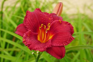 Daylily Cranberry Baby - Degroot