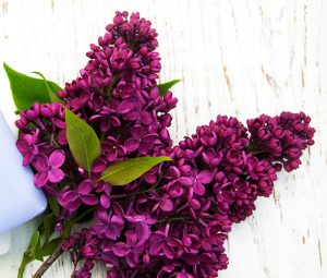 Lilac 'Monge' - Degroot