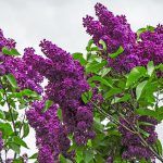 Lilac 'Monge' - Degroot