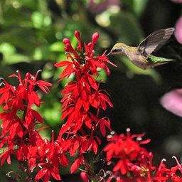 Lobelia cardinalis (Cardinal Flower/Red Lobelia) - Degroot