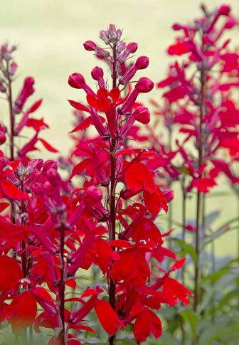 Lobelia cardinalis (Cardinal Flower/Red Lobelia) - Degroot