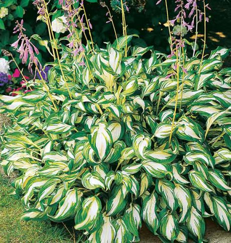 Hosta undulata 'Mediovariegata' - Degroot