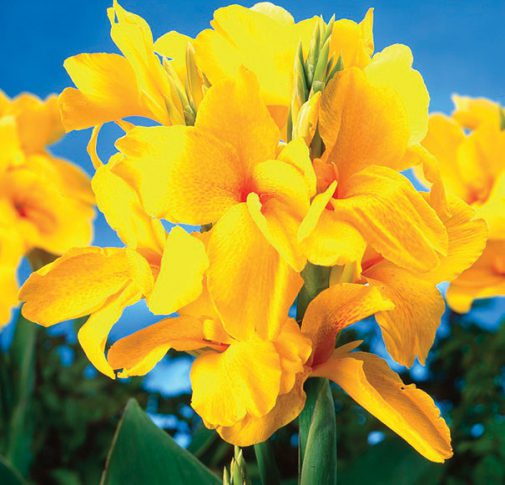Canna, Semi-Dwarf 'King City Gold' - Degroot