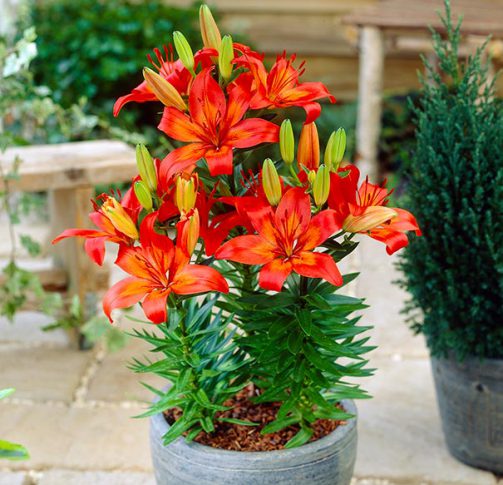 Hardy Lily, Asiatic 'Matrix®' - Degroot