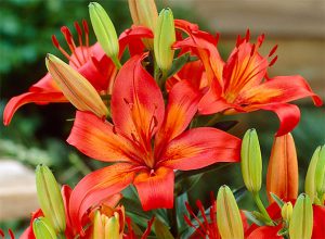 Hardy Lily, Asiatic 'Matrix®' - Degroot