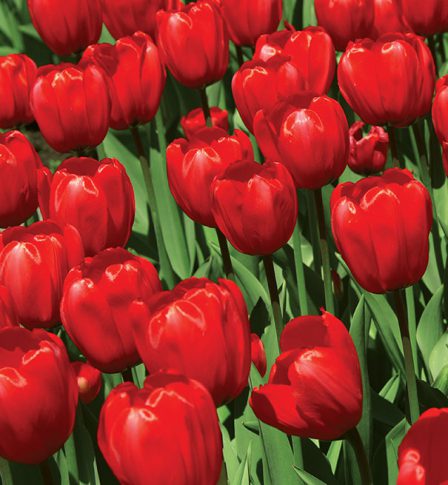 Fall Bulb Value Pack Bin Assortment - Degroot