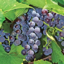 Grape 'Concord' blue - Degroot