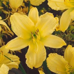 Daylily Stella Supreme - Degroot