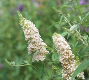 Buddleia 'White Profusion' - Degroot