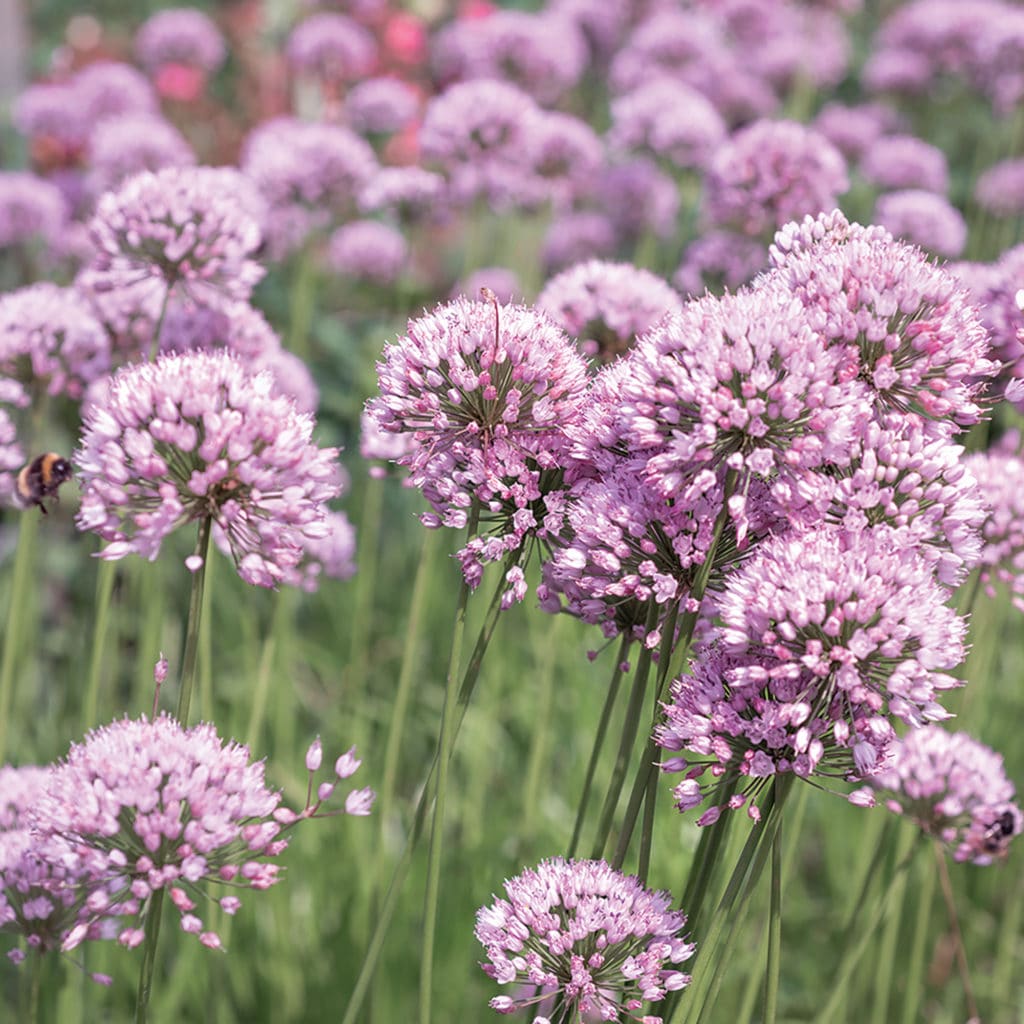 Allium Summer Beauty - Degroot
