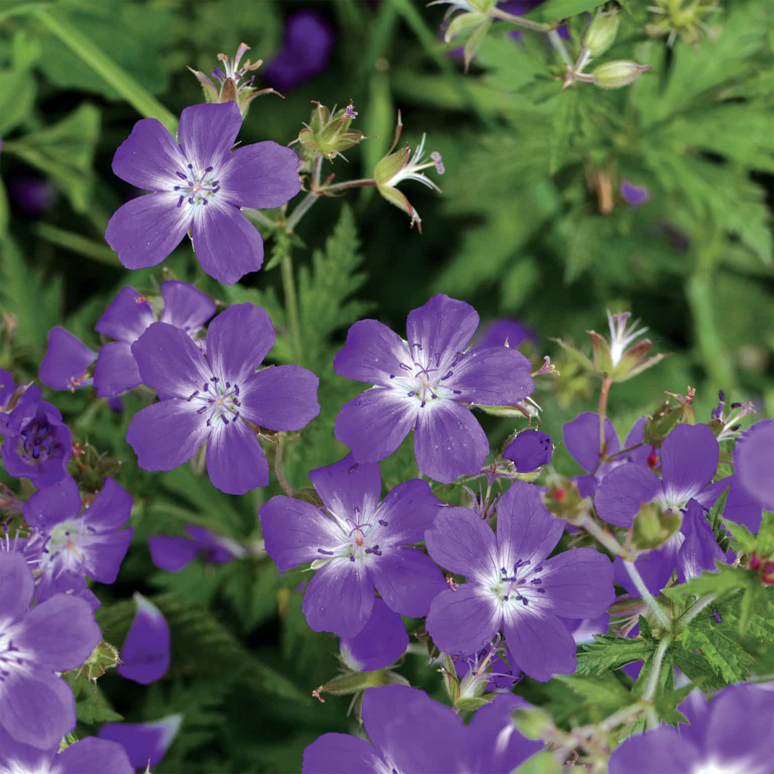 Geranium (Hardy Geranium or Crane's Bill) 'Amy Doncaster' - Degroot
